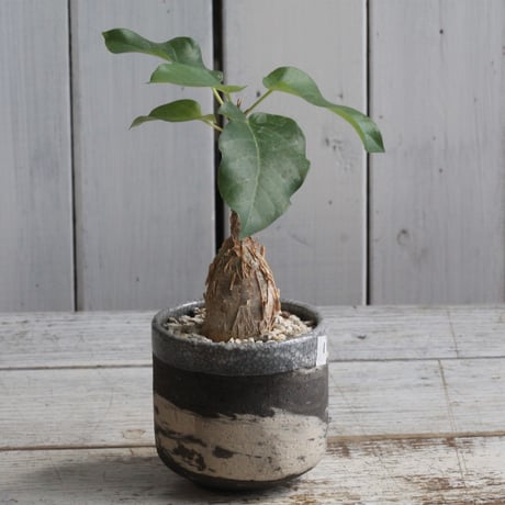 CATEGORY フィッカス | hanayoshi-botanical CATEGORY フィッカス | hanayoshi-botanical