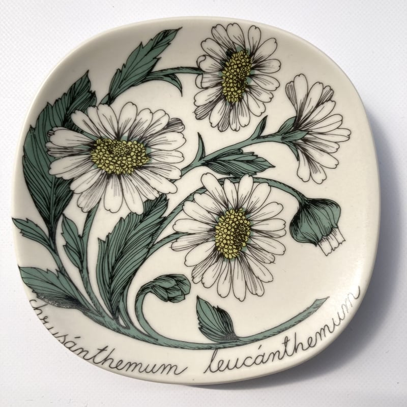 ARABIA(アラビア)/Botanica(ボタニカ)/chrysanthemum leuca ARABIA(アラビア)/Botanica(ボタニカ)/chrysanthemum leuca