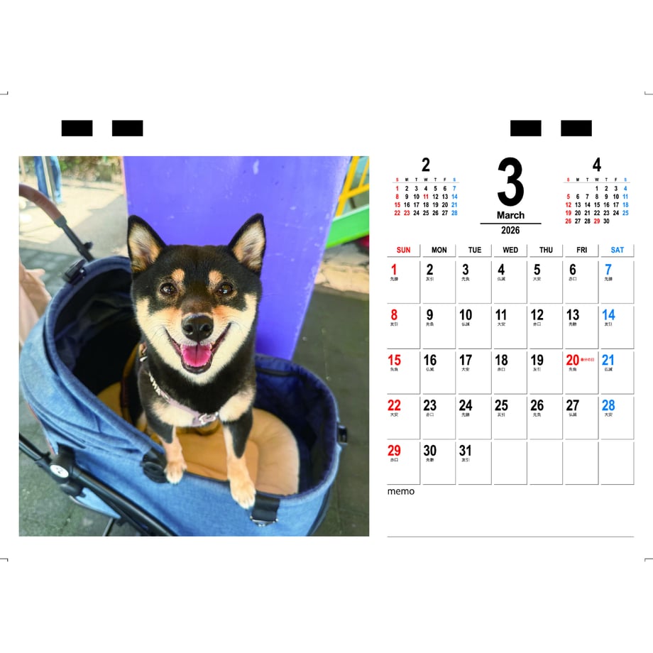 【予約販売】 豆柴ごま娘 犬 2026年 卓上 カレンダー TC26316 | ANISTAR