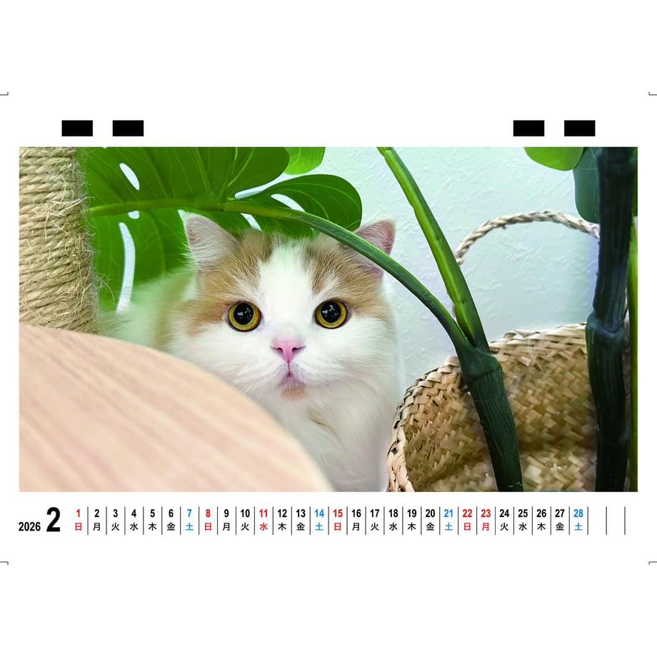 【予約販売】 レモン 猫 2026年 卓上 カレンダー TC26309 | ANISTAR