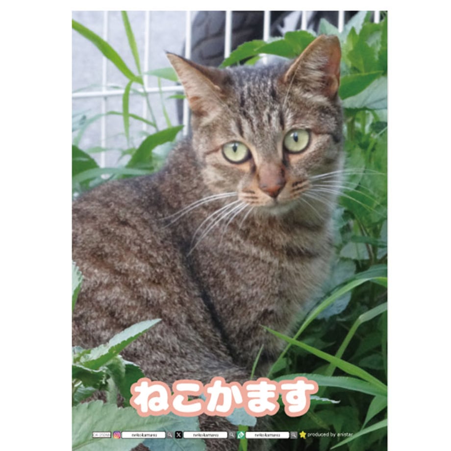 【予約販売】 ねこかます 猫 家計簿 CA002NN | ANISTAR