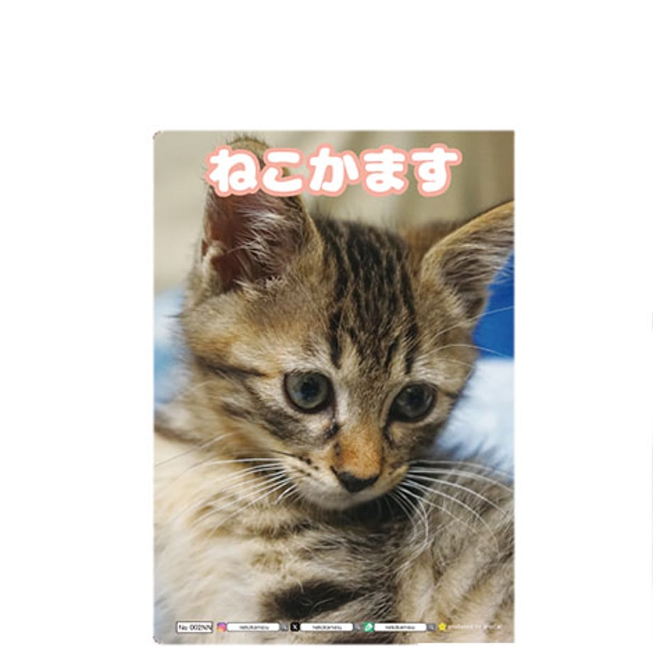 【予約販売】 ねこかます 猫 2026年 A5ノート No002NN | ANISTAR