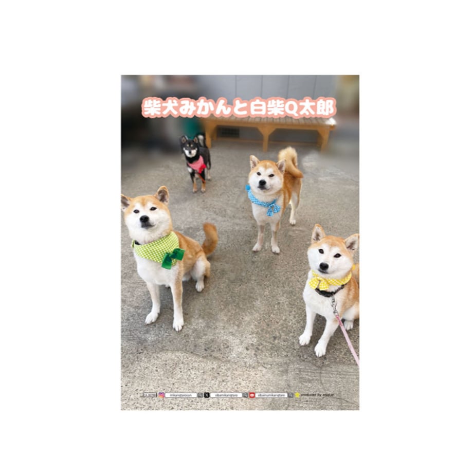 【予約販売】 柴犬みかん園ファミリー 2026年 家計簿 CA007NN | ANISTAR