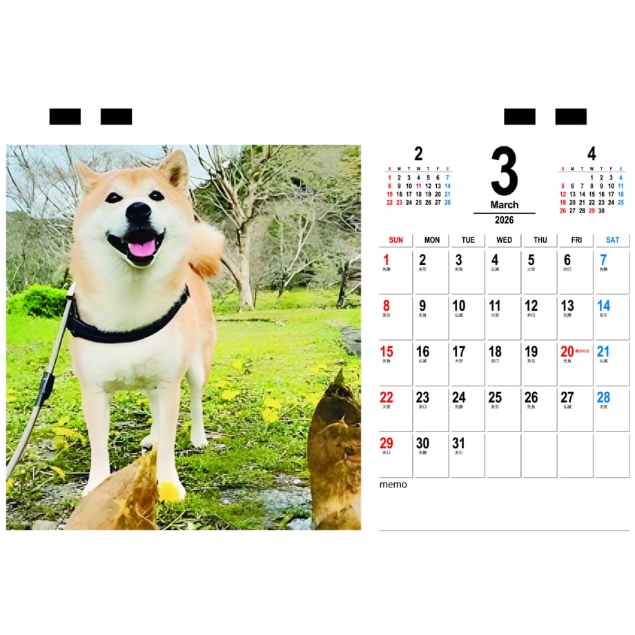 【予約販売】 柴犬の栗太郎 2026年 卓上カレンダー TC26219 | ANISTAR