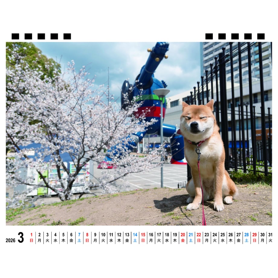 【予約販売】 柴犬 小夏 2026年 卓上 カレンダー TA26318 | ANISTAR