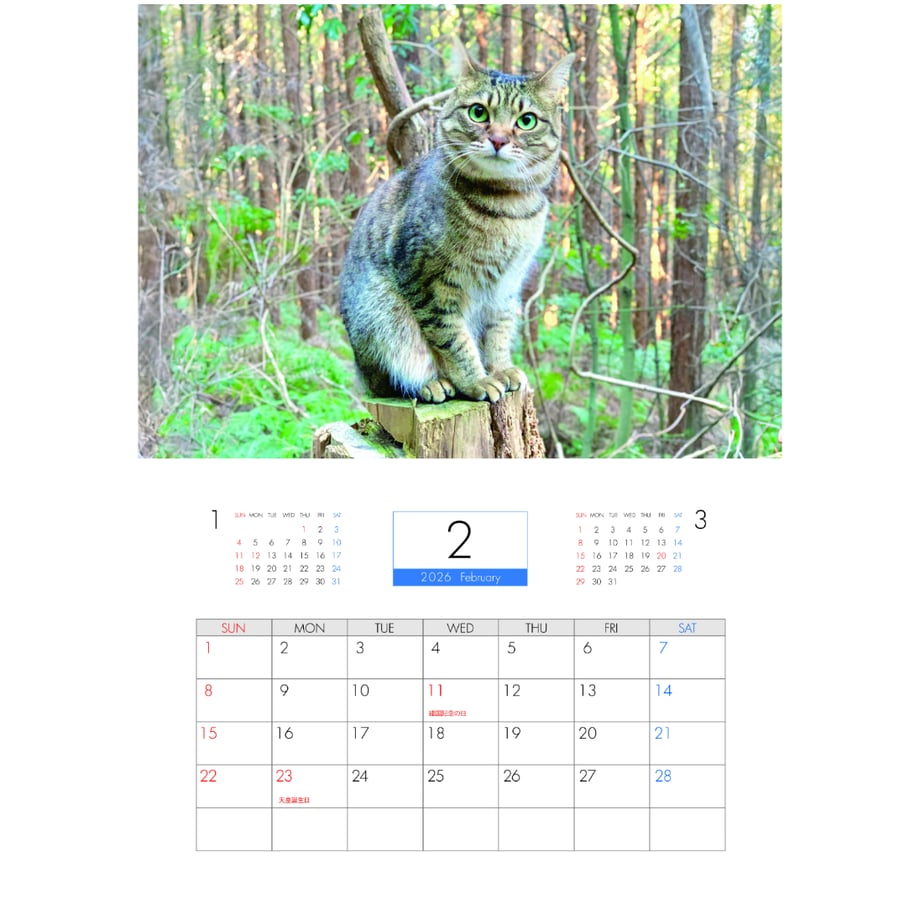 【予約販売】 TENTEN 猫 2026年 壁掛けカレンダー KK26067 | ANISTAR