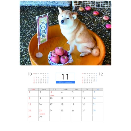 【予約販売】 柴犬 小雨 2026年 壁掛け カレンダー KA26005 | ANISTAR