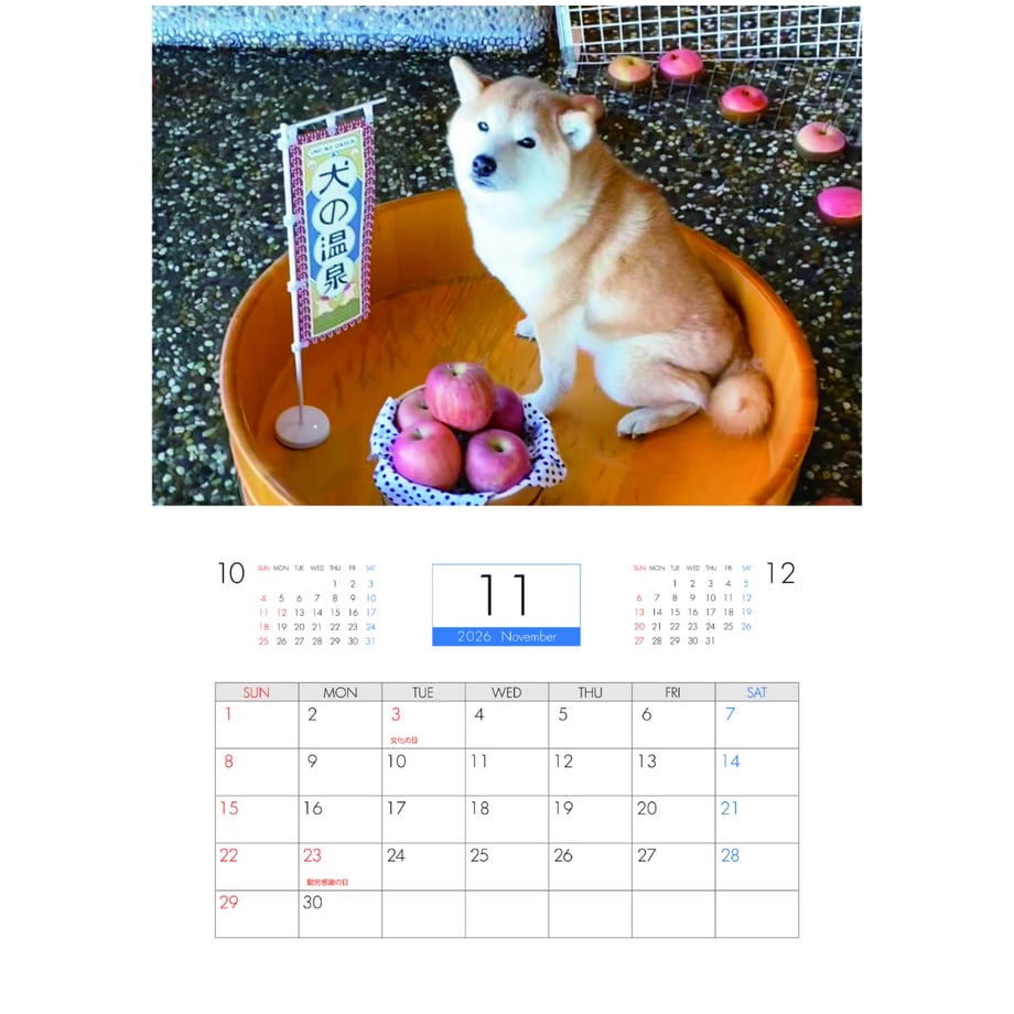 【予約販売】 柴犬 小雨 2026年 壁掛け カレンダー KA26005 | ANISTAR