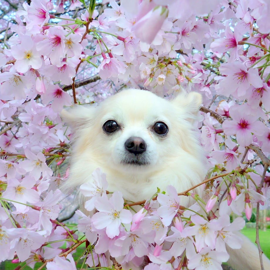 【予約販売】 ちわわん生活 チワワ 犬 シール 5枚セット SE016NN | ANISTAR