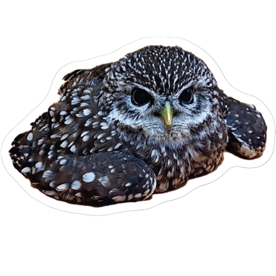 【予約販売】 ふくろうのトゥルちゃん ステッカー 3枚セット SU008NN | ANISTAR