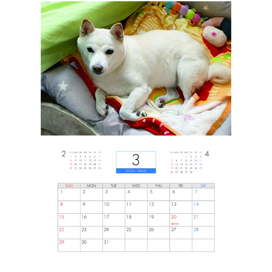 【予約販売】 白柴 小梅 犬 2026年 壁掛けカレンダー KK26196 | ANISTAR