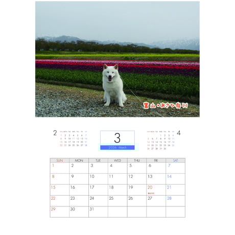 【予約販売】 白柴 きなこ 犬 2026年 壁掛け カレンダー KA26321 | ANISTAR