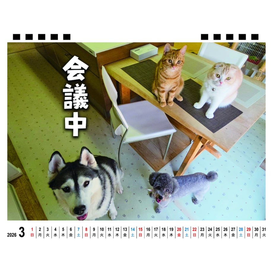 【予約販売】 犬と猫の親バカ日記 2026年 卓上カレンダー TA26209 | ANISTAR