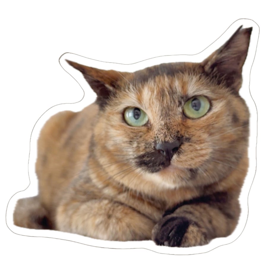 【予約販売】 猫のウルン＆リコリン シール 5枚セット SE021NN | ANISTAR