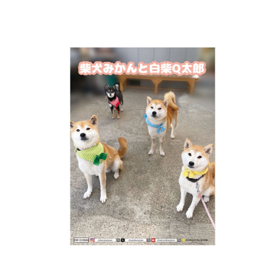 【予約販売】 柴犬みかん園ファミリー 2026年 日記帳 DR010NN | ANISTAR