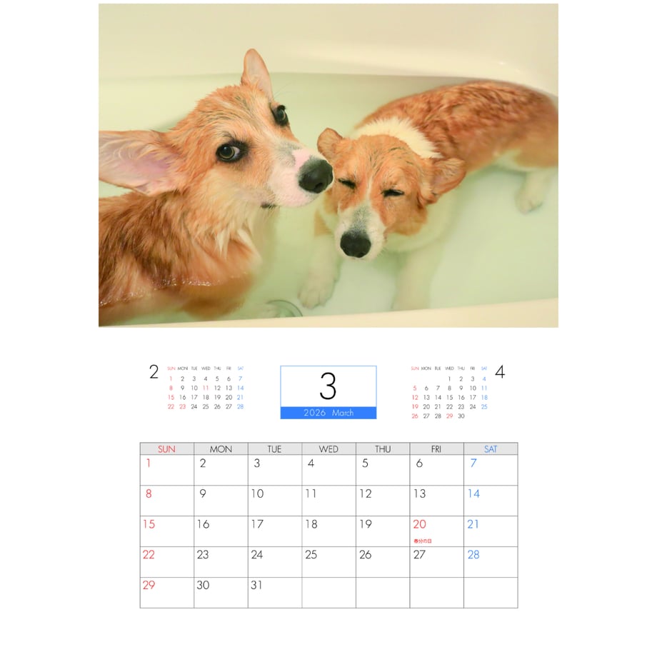 【予約販売】 初めてのコーギー 犬 2026年 壁掛けカレンダー KA26178 | ANISTAR