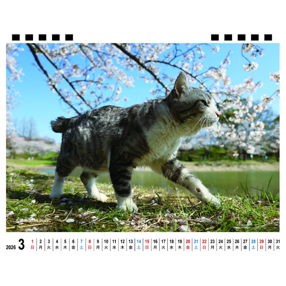 【予約販売】 旅猫 ニャン吉 2026年 卓上カレンダー TA26097 | ANISTAR