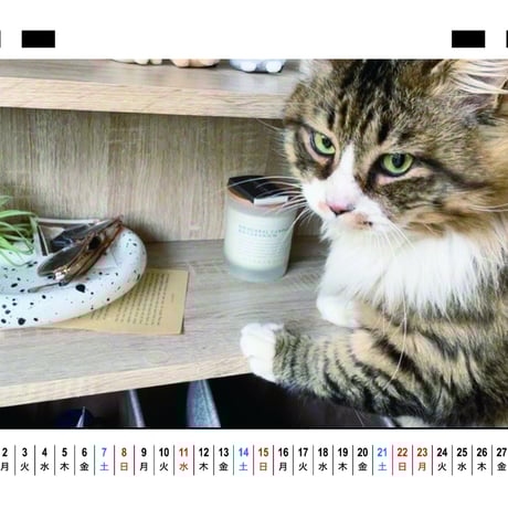 【予約販売】 猫のにゃろめっこ 2026年 卓上カレンダー TC26156 | ANISTAR