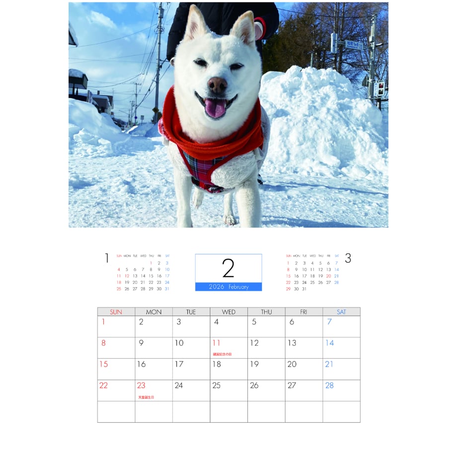【予約販売】 白柴 小梅 犬 2026年 壁掛けカレンダー KK26196 | ANISTAR
