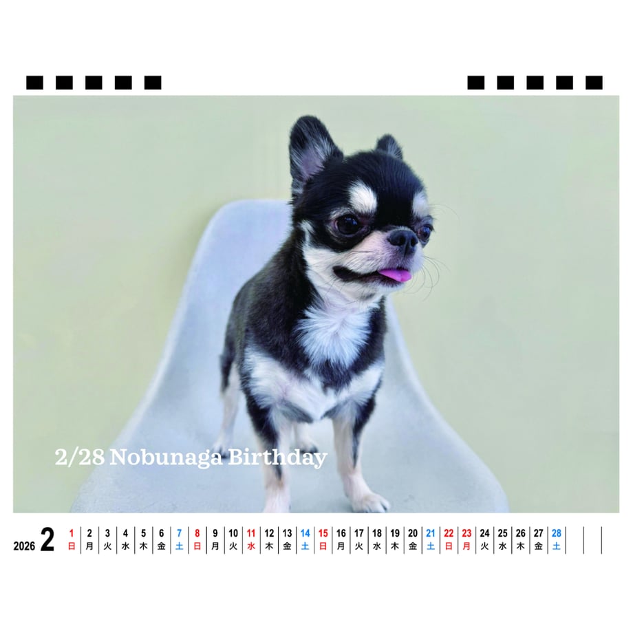 【予約販売】 チワワののぶなが 犬 2026年 卓上カレンダー TA26090 | ANISTAR