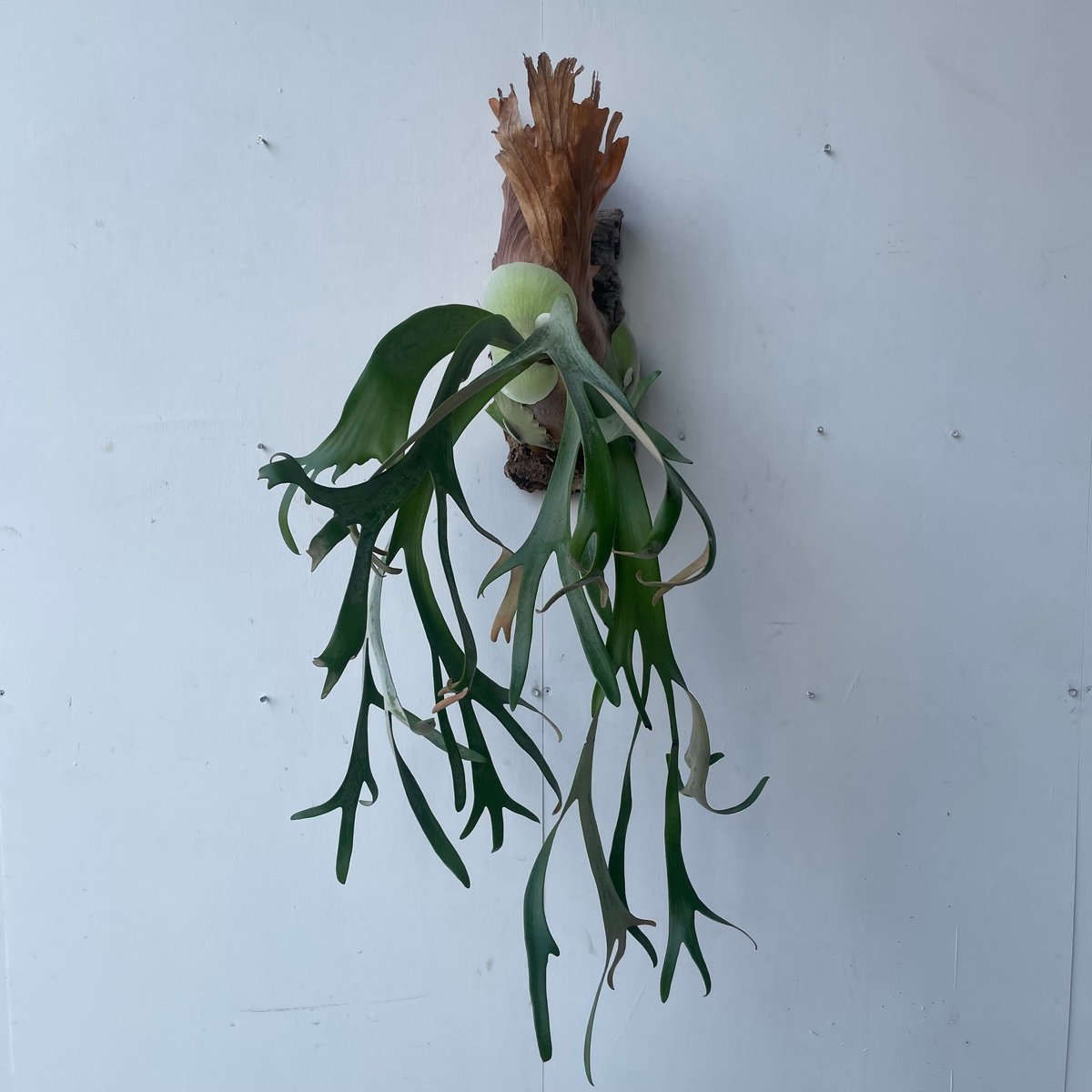 ビカクシダ P.willinckii さく 'Jenny' TC株 1株 ビカクシダ P.willinckii さく 'Jenny' TC株 1株