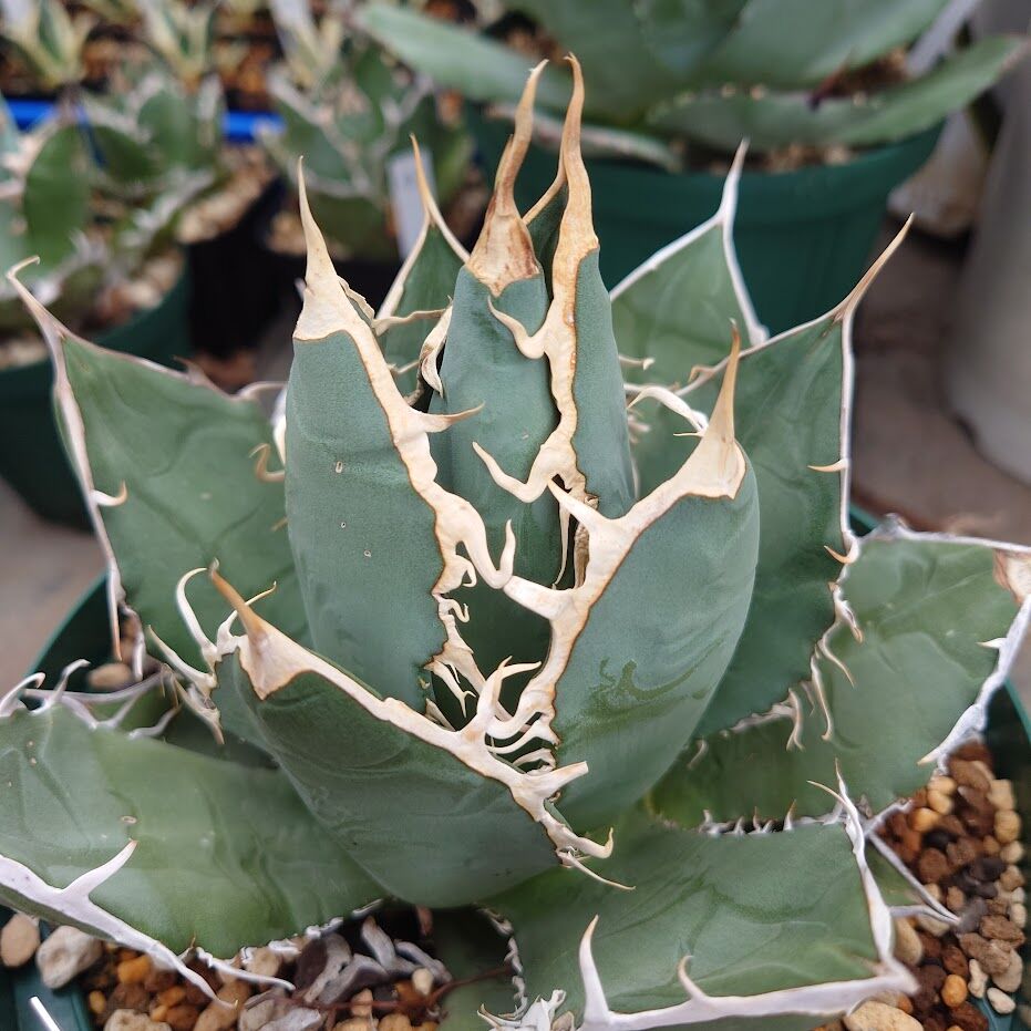 アガベ チタノタ オアハカ Agave titanota Oaxaca 18 | Mellow アガベ チタノタ オアハカ Agave titanota Oaxaca 18 | Mellow