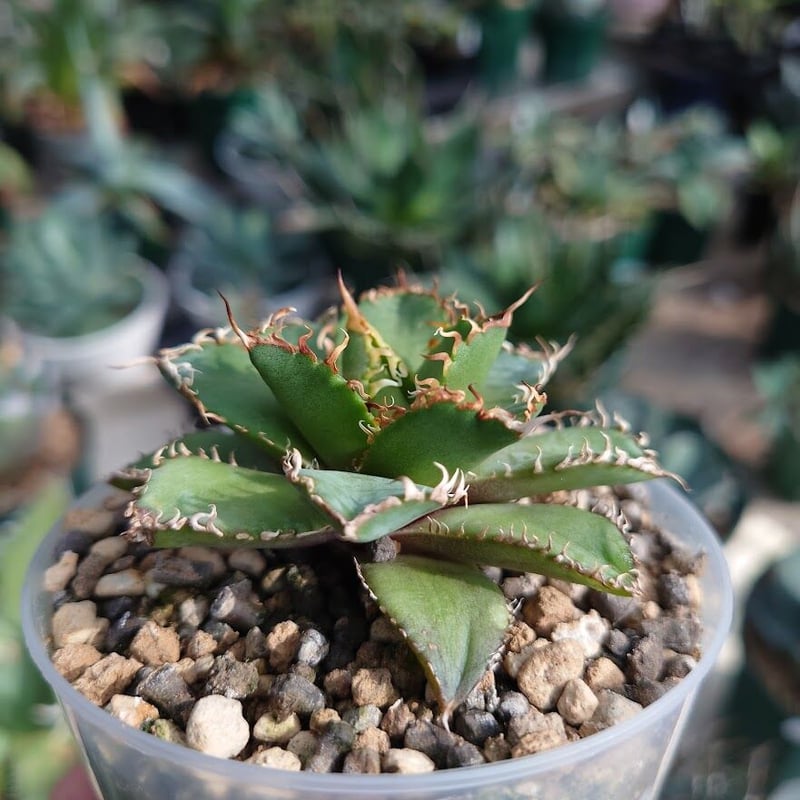 アガベ チタノタ フィリグリー 6 Agave titanota filigree | Mel アガベ チタノタ フィリグリー 6 Agave titanota filigree | Mel