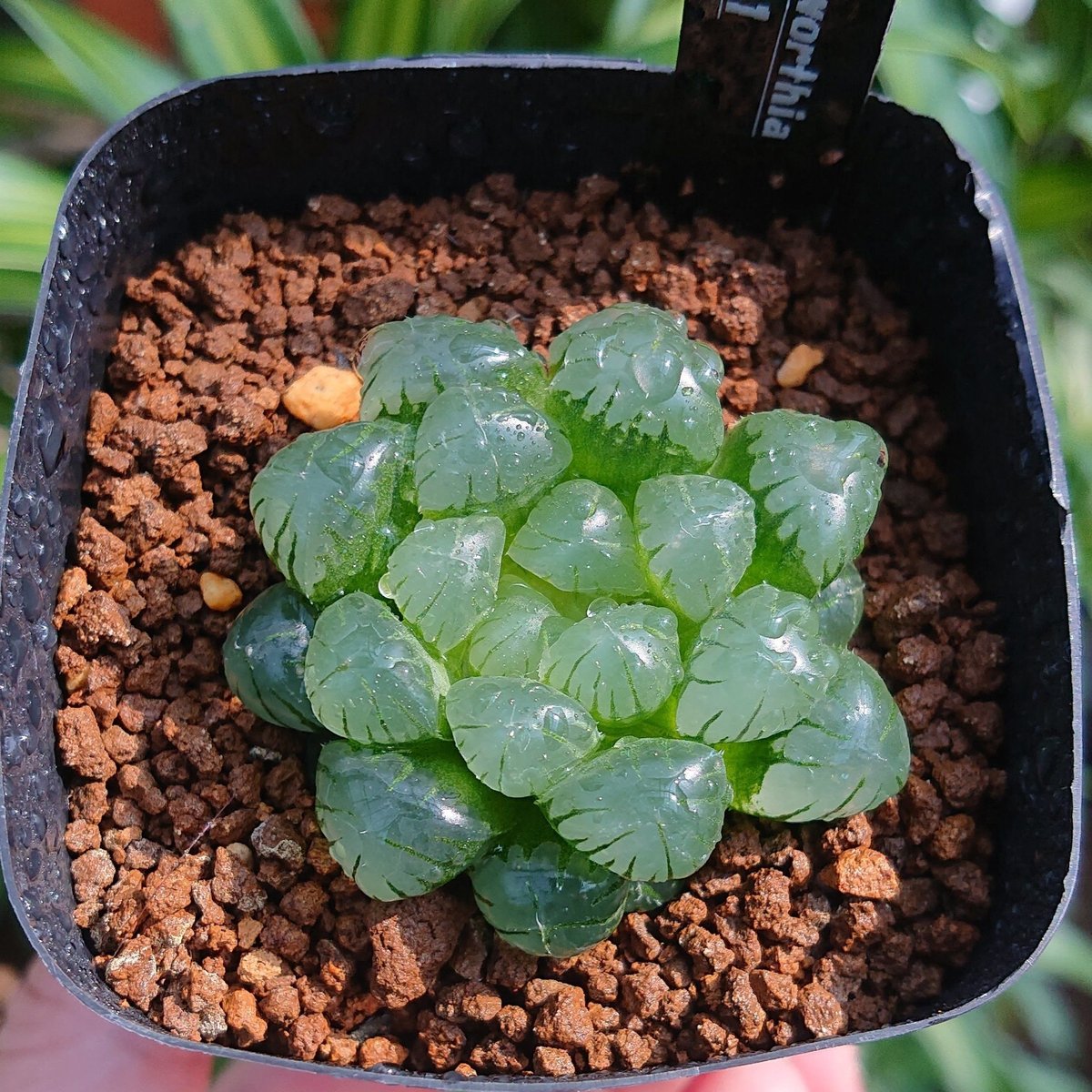 多肉植物 ハオルチア オブツーサ OB-1 | Mellow Yard 多肉植物 ハオルチア オブツーサ OB-1 | Mellow Yard