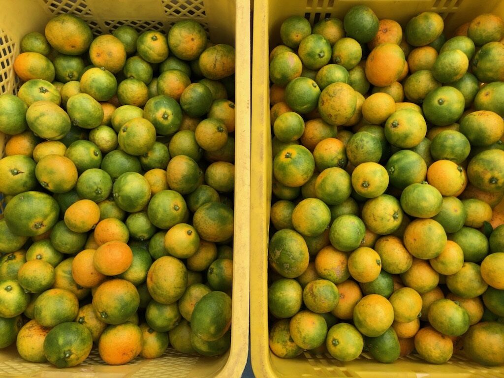 緑黄完熟みかん【爽甘秋みかん"YN26"（アオアマ）】3kg（箱込み） | 黒潮フルーツファーム