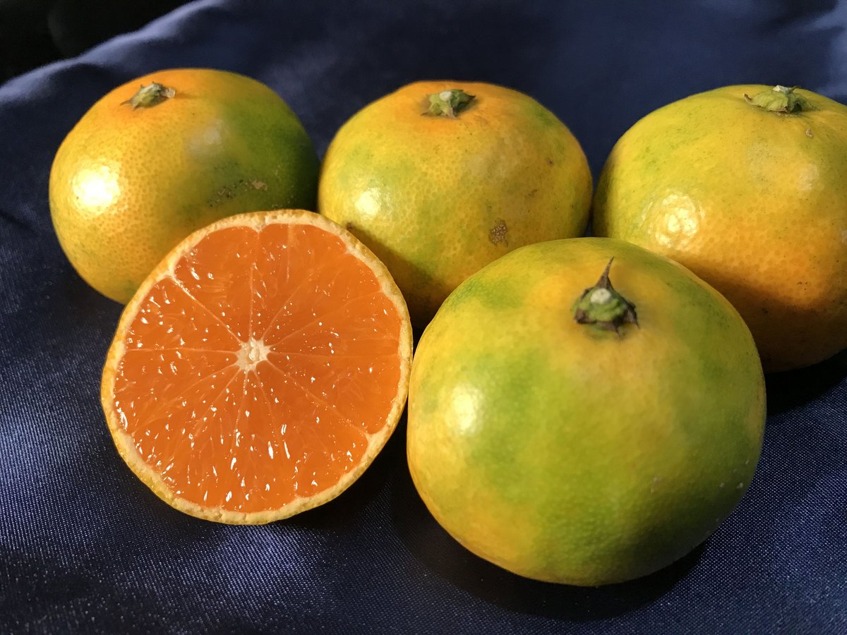 緑黄完熟みかん【爽甘秋みかん"YN26"（アオアマ）】3kg（箱込み） | 黒潮フルーツファーム