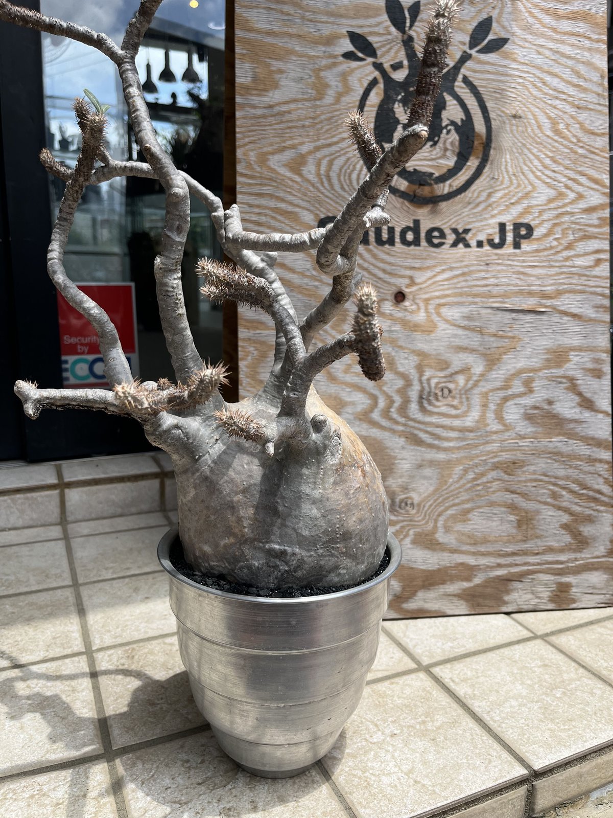 発根済】パキポディウムグラキリス | caudex.JP 発根済】パキポディウムグラキリス | caudex.JP