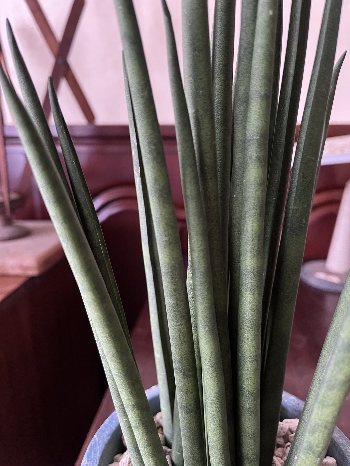 Sansevieria bacularis サンスベリア バキュラリス | ¨MONKEY ...