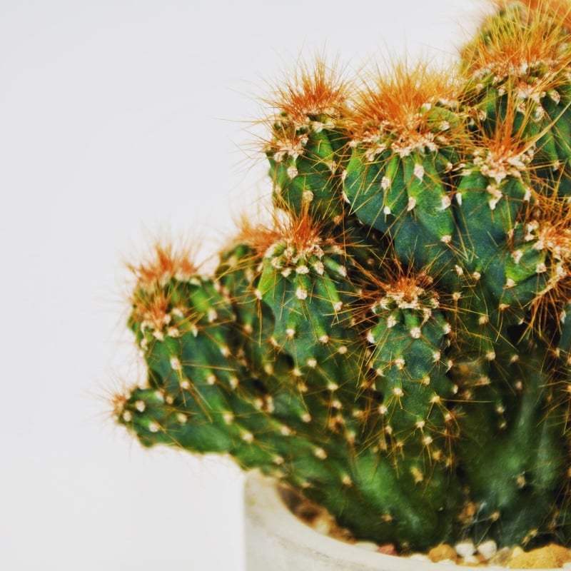 Cereus variabilis f. monst:セレウス・金獅子 | OMOTE TO URA Cereus variabilis f. monst:セレウス・金獅子 | OMOTE TO URA