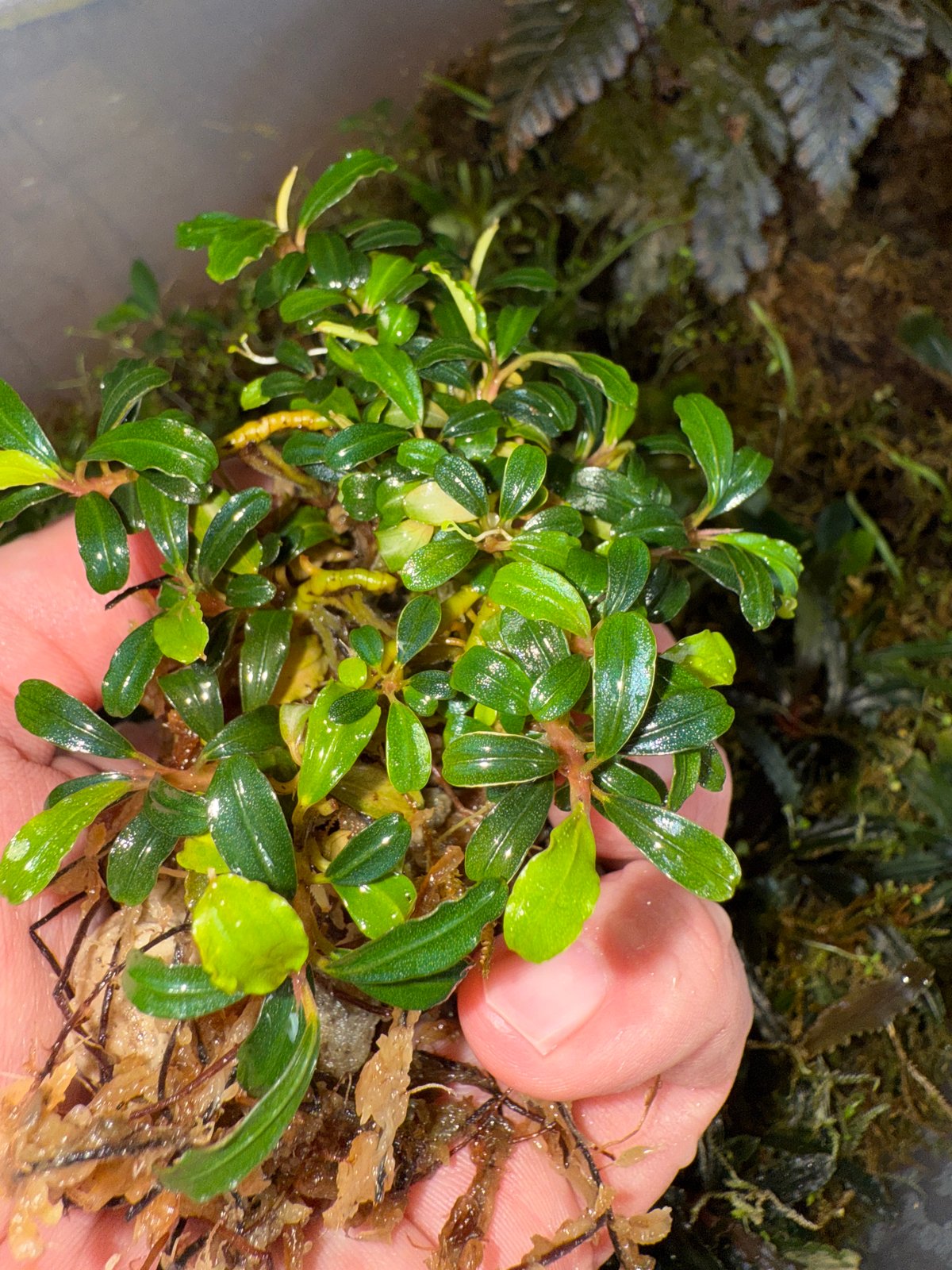 Bucephalandra sp."mini mini"(名無し)2015.1PV便 | Na...