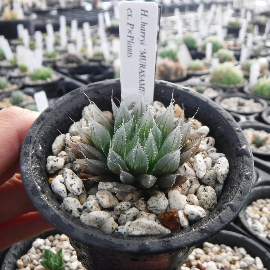 Haworthia harryi ‘MURASAME’ | Green Note