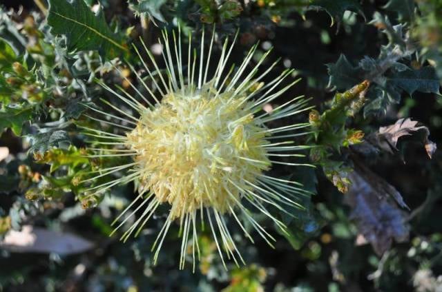 Dryandra -ELIXIR- 1000g | Honeydew