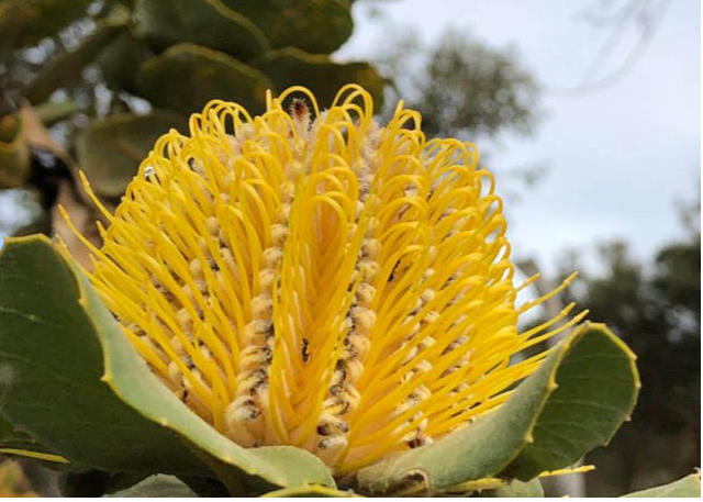 Dryandra -ELIXIR- 1000g | Honeydew