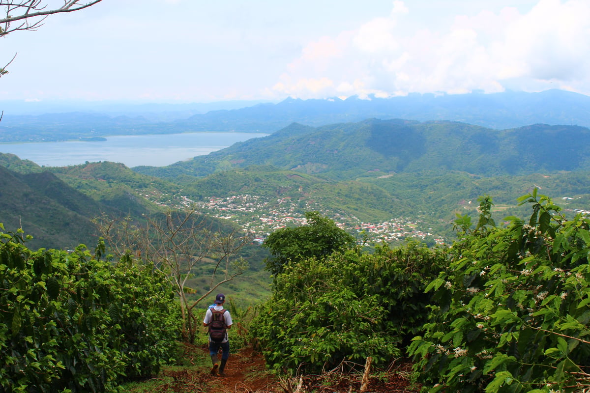 Honduras Steven Murcia Natural | ANTHEM ROASTERY