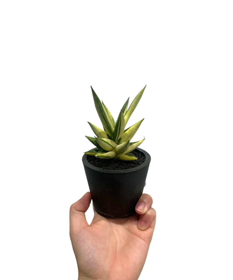 サンセベリア ミン マニー 斑入 (ハーフムーン ) 「Sansevieria サンセベリア ミン マニー 斑入 (ハーフムーン ) 「Sansevieria