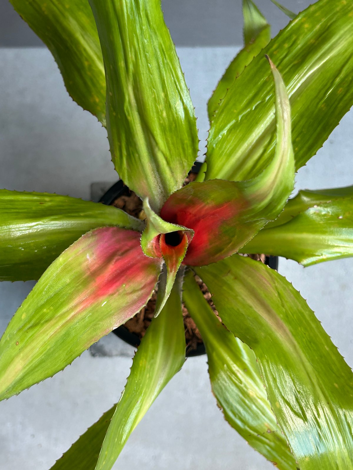 ブロメリア スカーラティナ「Bromelia scarlatina」 | SHOUCHIKUEN