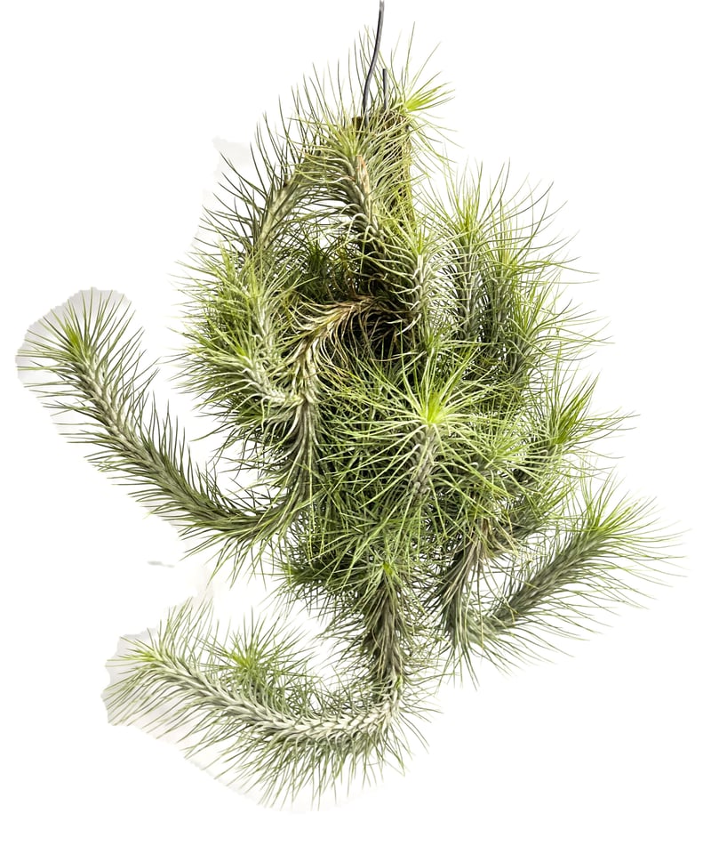 ティランジア フンキアナ クランプ ④「Tillandsia funckiana ティランジア フンキアナ クランプ ④「Tillandsia funckiana