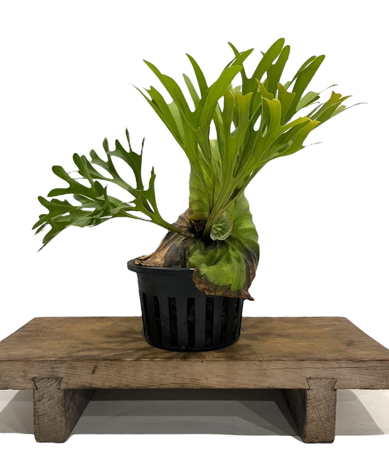 ビカクシダ キッチャクード 細葉 「Platycerium Mt. Kitshakood ビカクシダ キッチャクード 細葉 「Platycerium Mt. Kitshakood