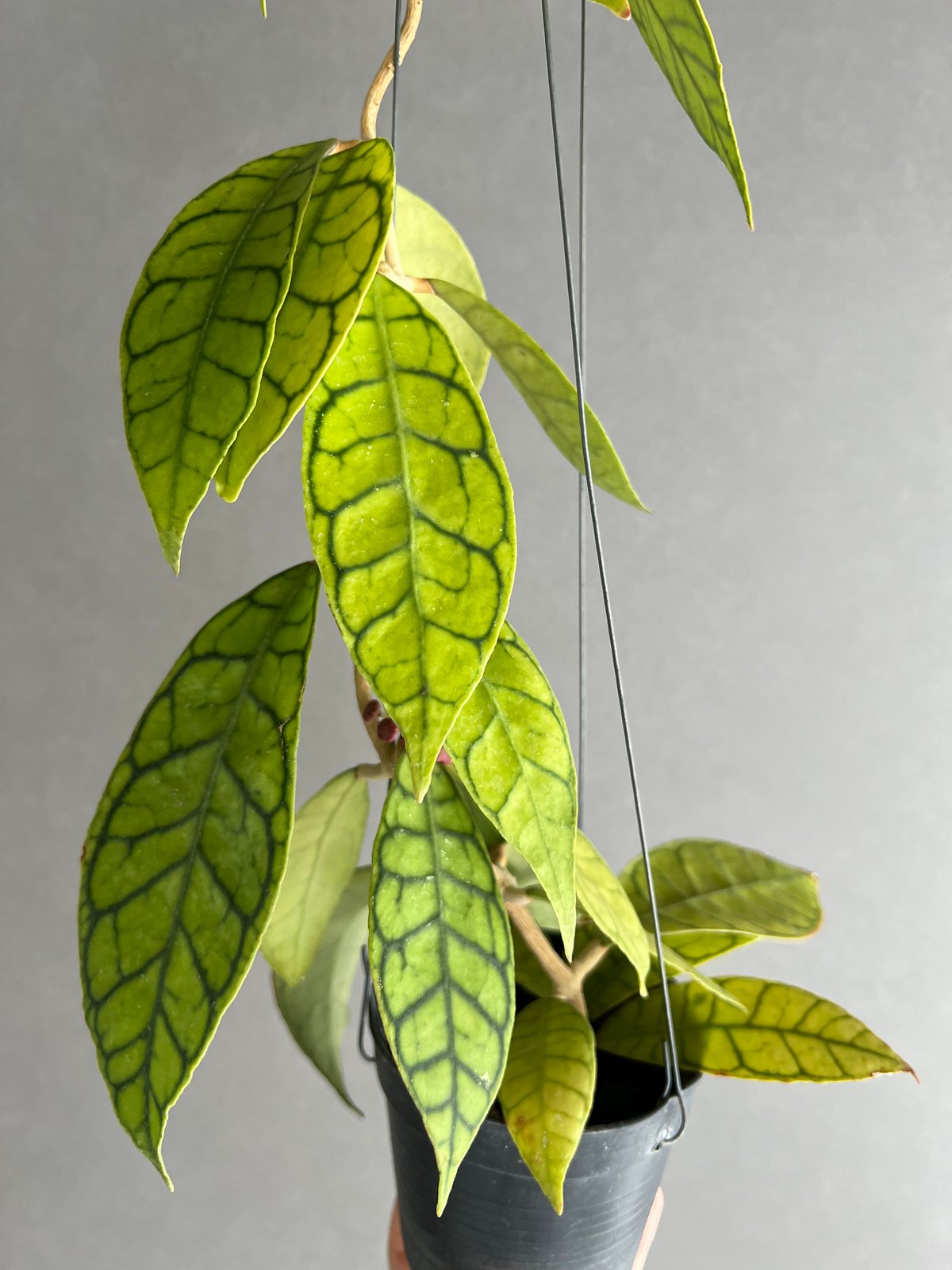 ホヤ カリストフィラ「Hoya callistophylla」88J | SHOUCHIKUEN