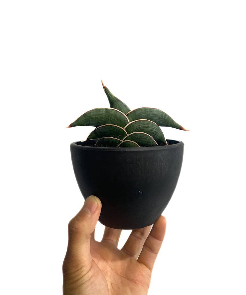 サンセベリア ロリダ 斑入り「Sansevieria rorida Var.」32G-1 | サンセベリア ロリダ 斑入り「Sansevieria rorida Var.」32G-1 |