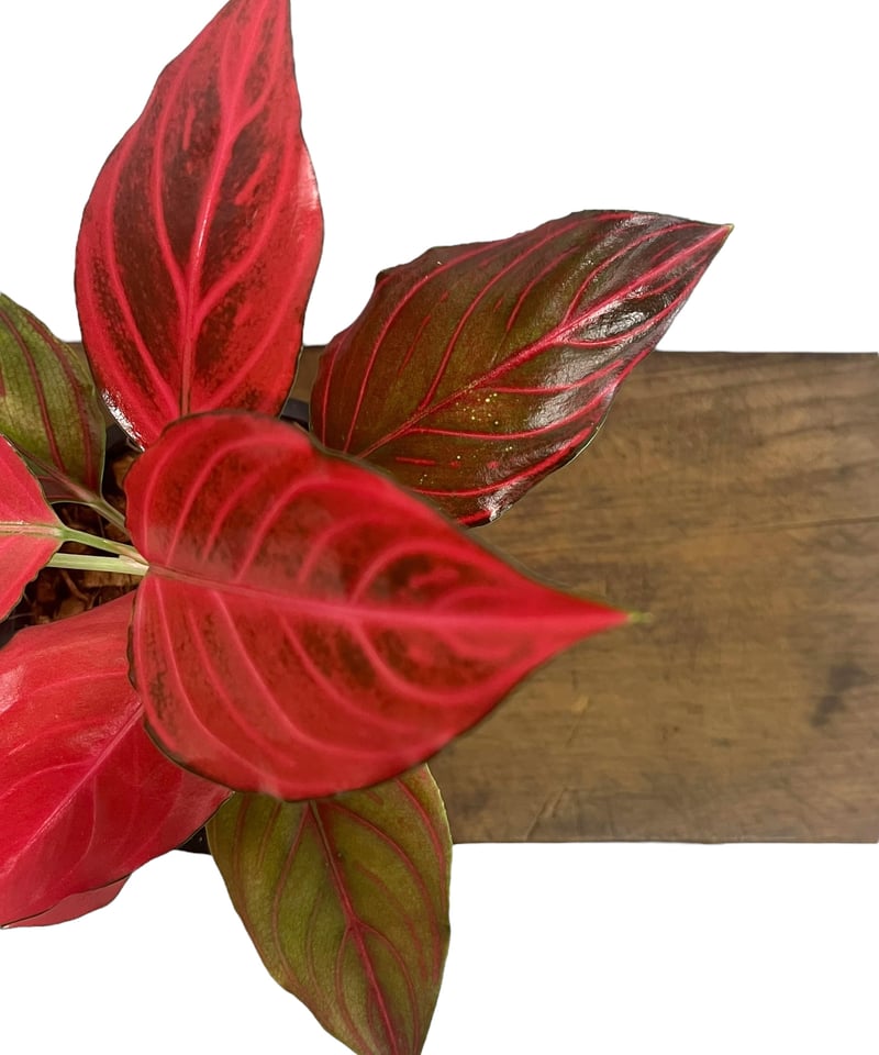 アグラオネマ レッド ベイン 「Aglaonema Red Vein」2U | SHOUCHI アグラオネマ レッド ベイン 「Aglaonema Red Vein」2U | SHOUCHI