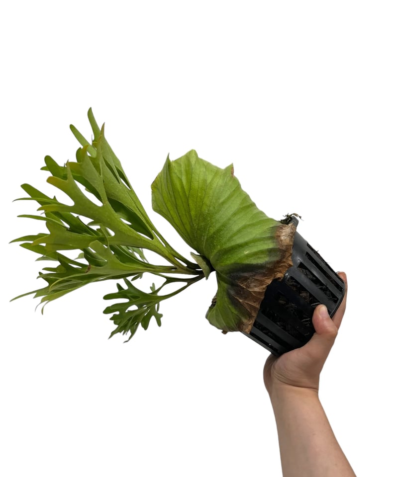 ビカクシダ キッチャクード 細葉 「Platycerium Mt. Kitshakood ビカクシダ キッチャクード 細葉 「Platycerium Mt. Kitshakood