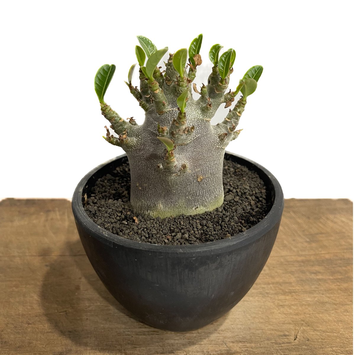 アデニウム アラビカム ドワーフ “ブラック”「adenium arabicum Dwar...