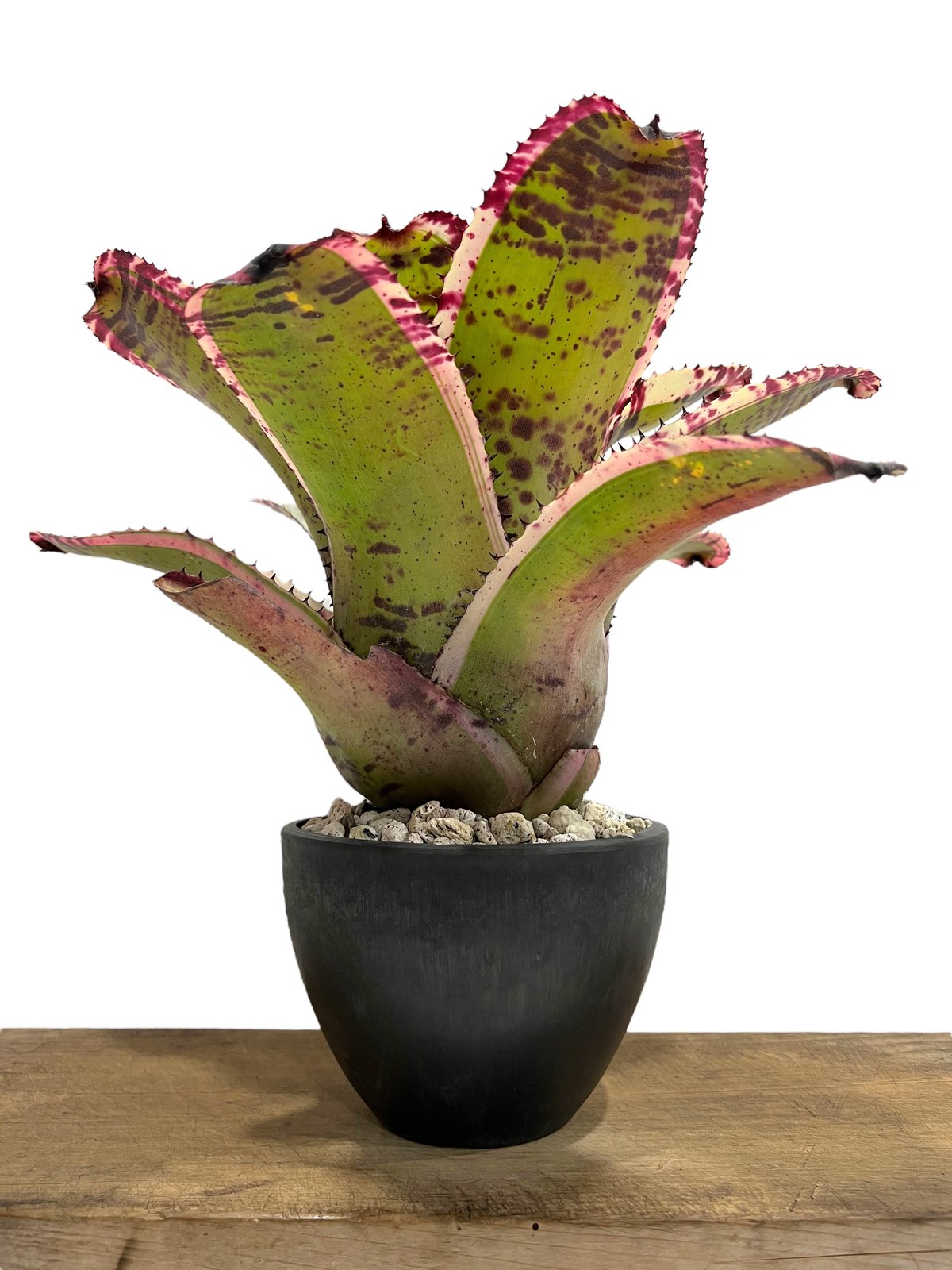 ネオレゲリア ジャガー 「Neoregelia Jaguar」88M-m | SHOUCH...