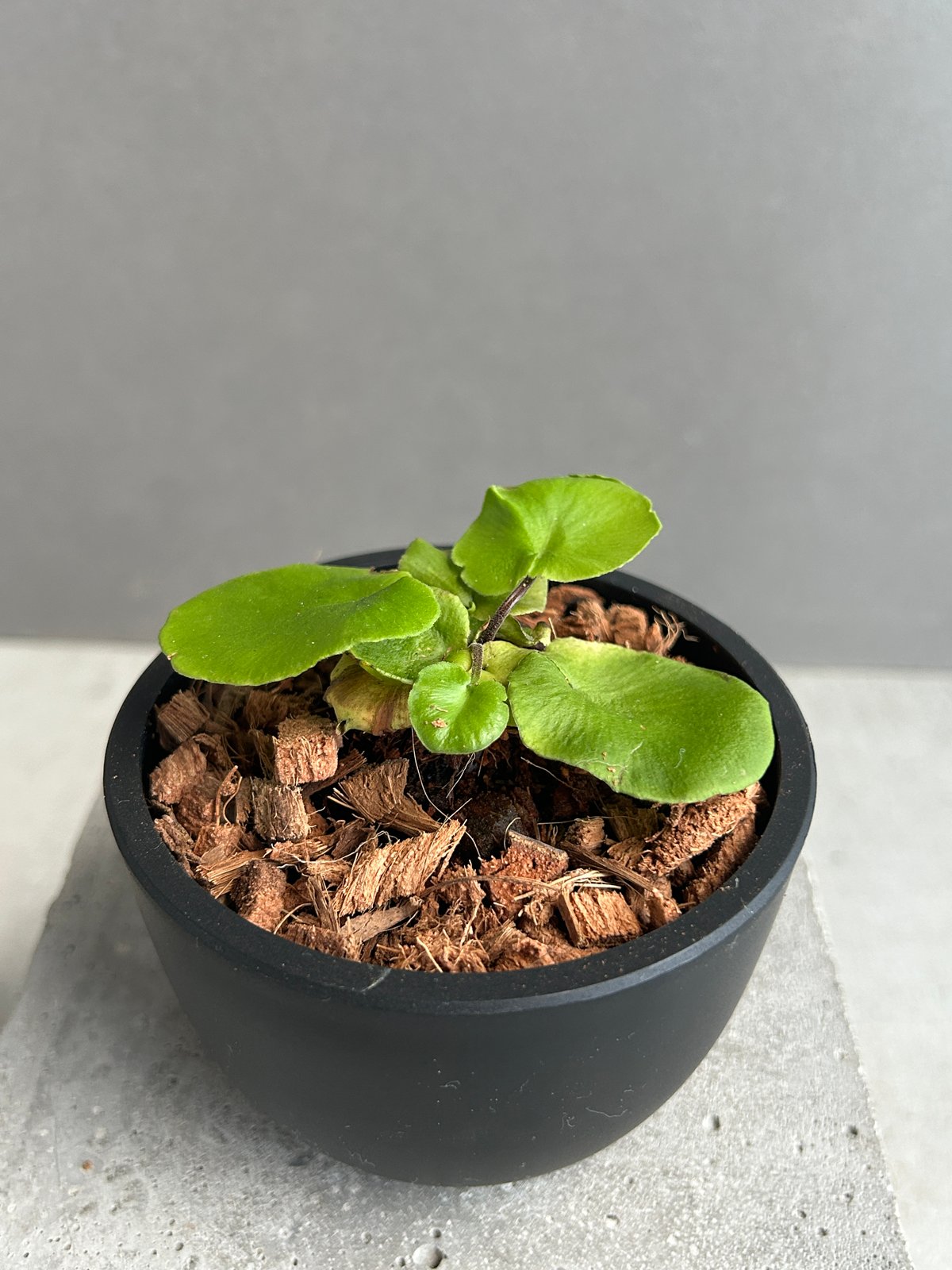 アスプレニウム デラバイ (フランチ) コペル 「Asplenium delavayi (Fr...