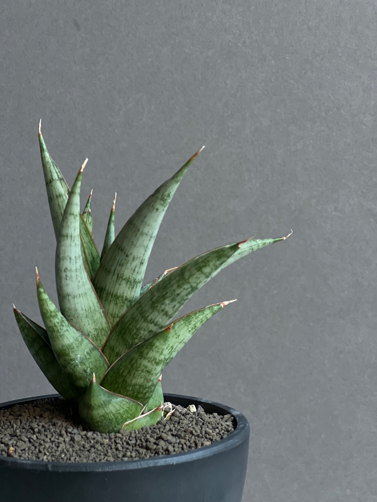 サンセベリア ロックマン 「Sansevieria Rock Man」86W | SHOUCH...